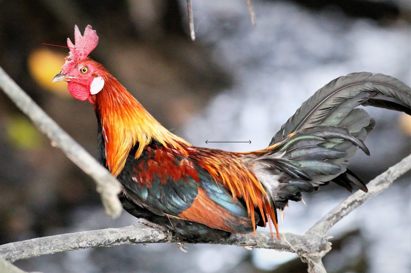 Ron-Nature-Adventures: Domestic Chicken versus Red Junglefowl : How do ...