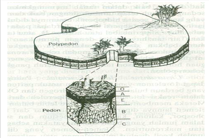 KONSEP PEDON DAN POLYPEDON PADA TANAH