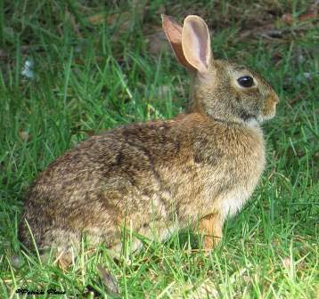 Jenis-jenis Kelinci & Hare Liar | Saung Rabbit