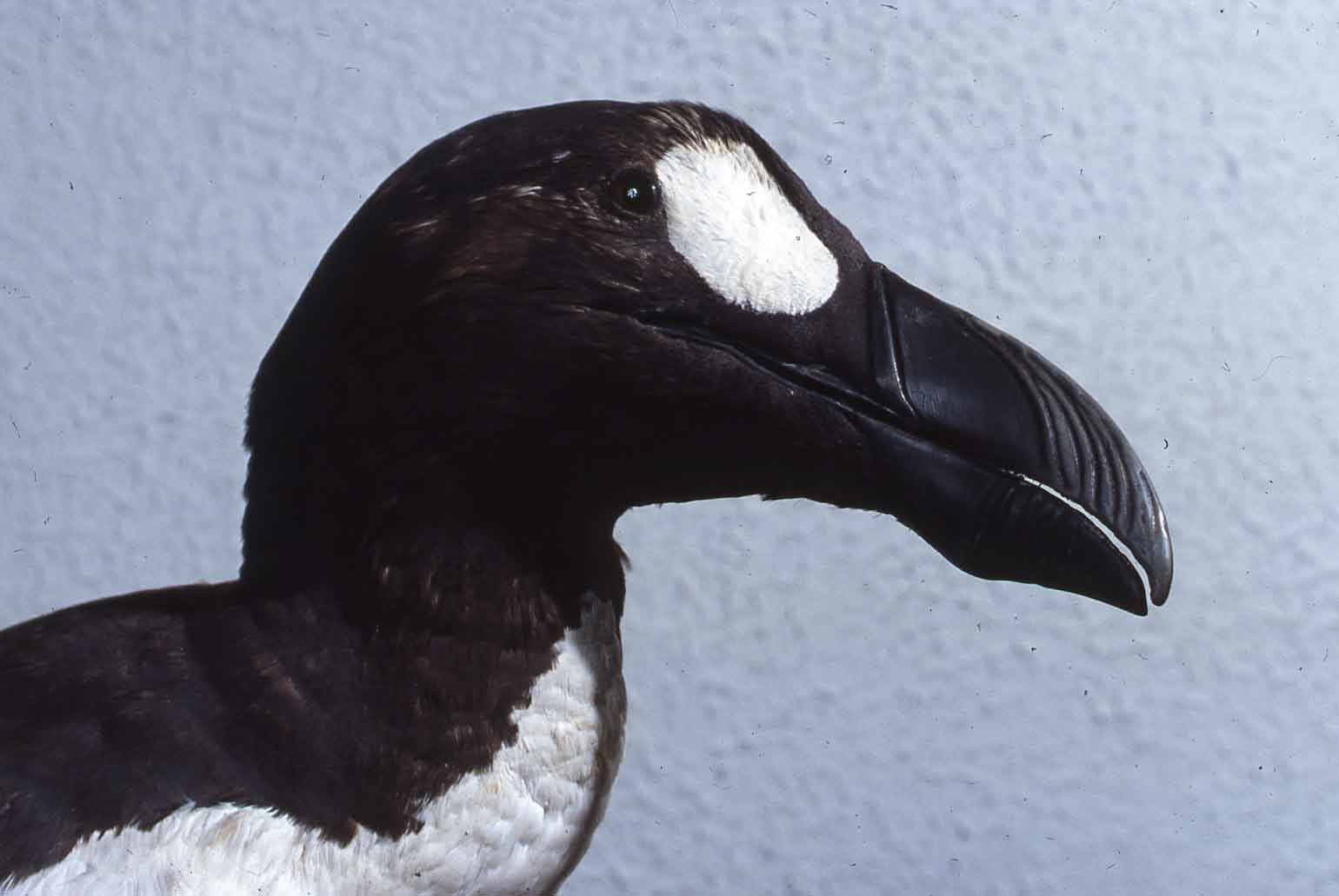 Scottish Islands Explorer: Great Auk Flies In