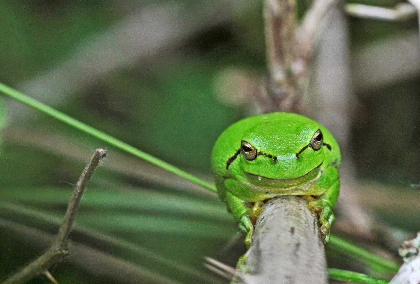 Dommelvos Natuurfotografie: Boomkikker
