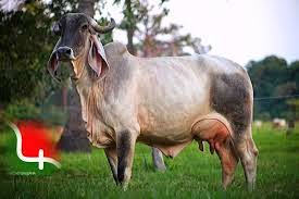 GANADO BOVINO: RAZA INDUBRASIL