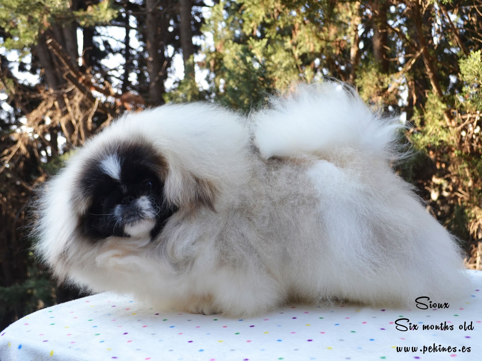 Colour and Markings in the Pekingese - Colores y marcas en el pekinés ...