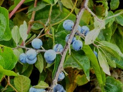 BILJE,ČOVJEK,ZDRAVLJE: Sok od trnjina recepti za vino i čaj