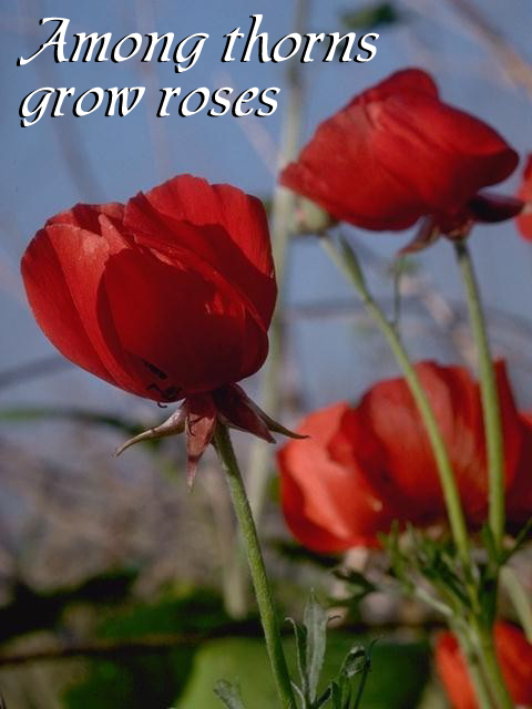 Wisdom of Life.: Roses have thorns
