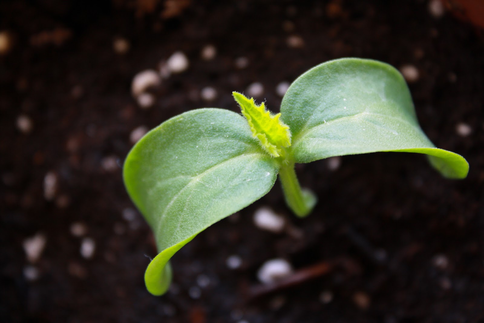Simple Things Notebook: True Leaves...