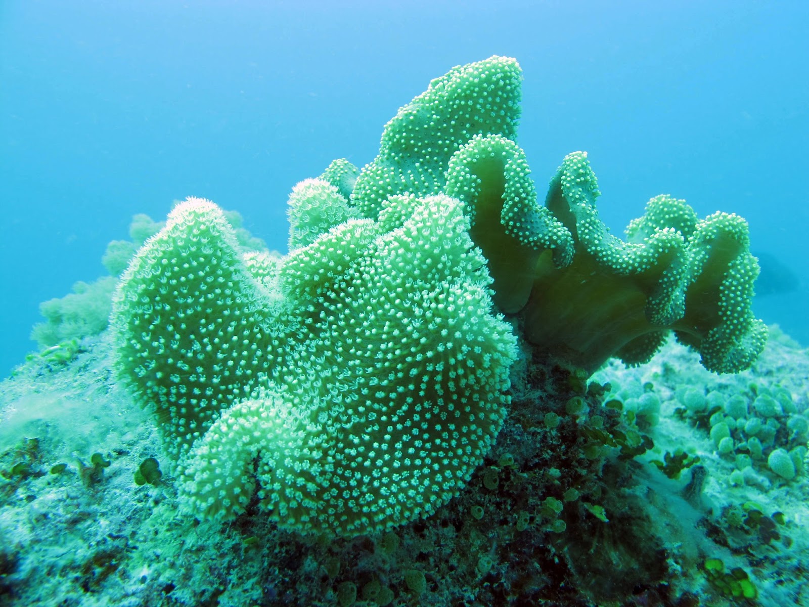 TARA EXPEDITIONS en español: ¿Qué sabemos del coral: animal, mineral,o ...