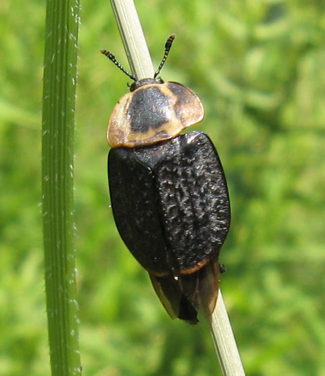 Tangled Web: Coleopteran Conundra