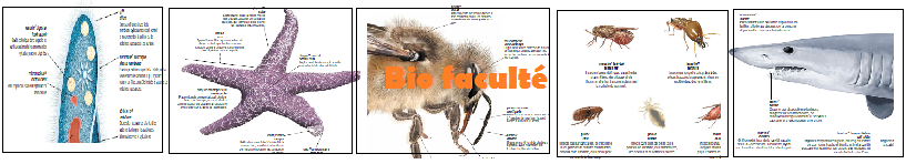 Règne animal : Dictionnaire visuel PDF | Bio faculté