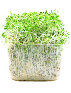 Superfood Eat right to feel great: Alfalfa (Medicago sativa) för en ...