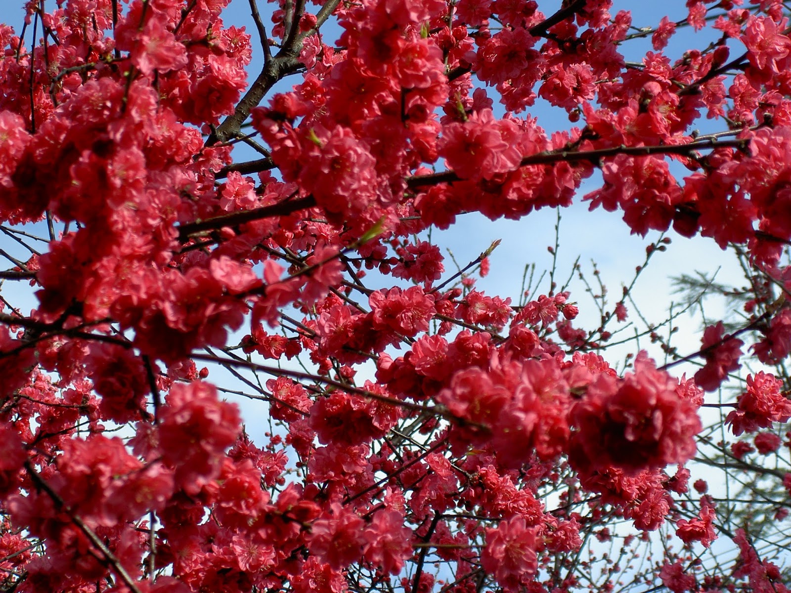 Đào Hoa: Ornamental flowering peach trees