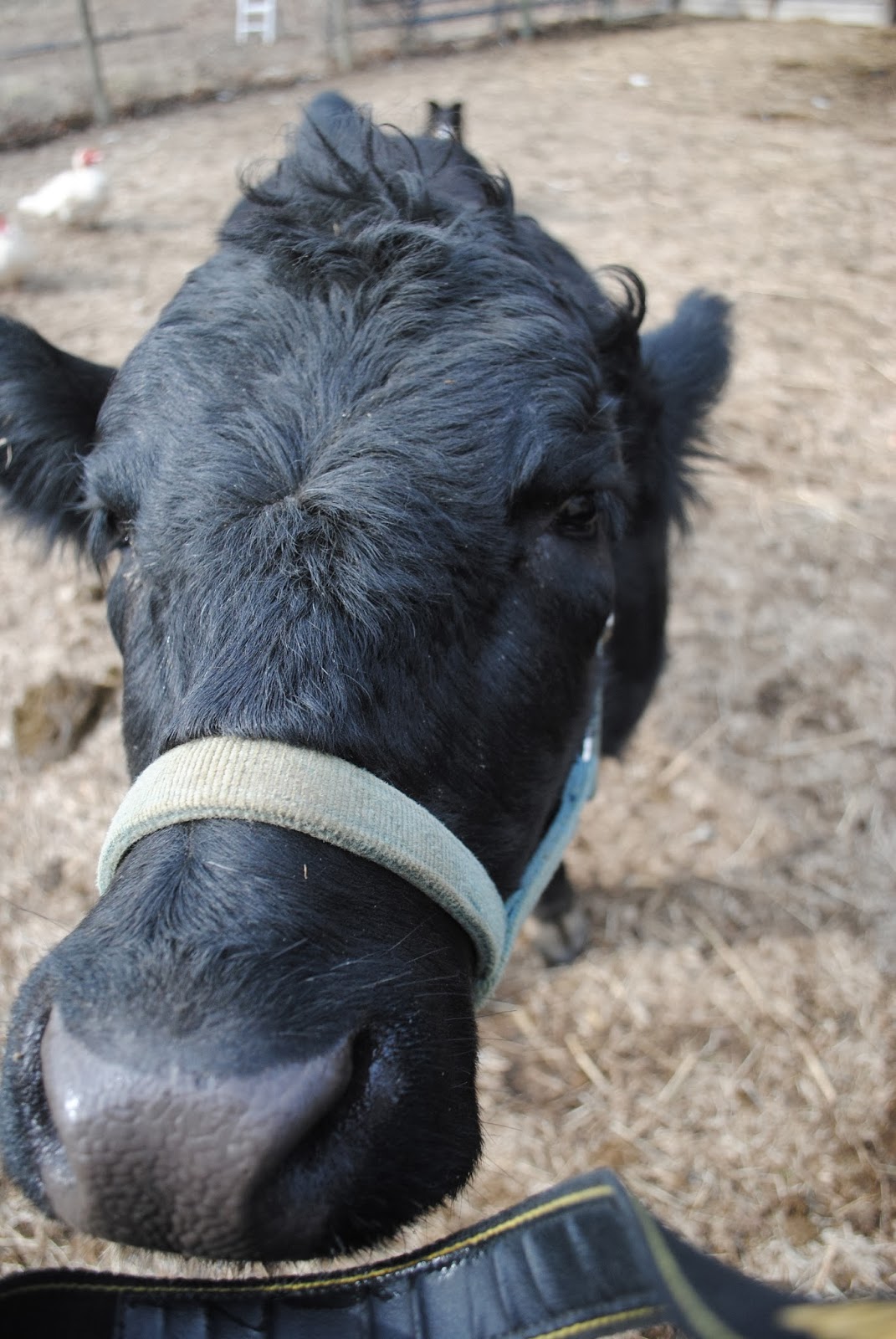 Adventures on Zephyr Hill Farm: Treating Mastitis