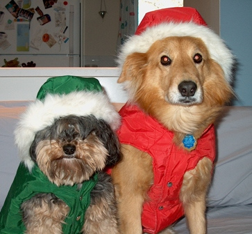 Funny Image Collection: Funny Christmas Dog photos and funny Christmas ...