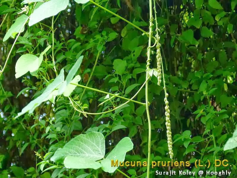 Medicinal Plants: Mucuna pruriens