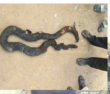 Huge Python Living In Ceiling, Roasted In FCT College Of Education Fire ...