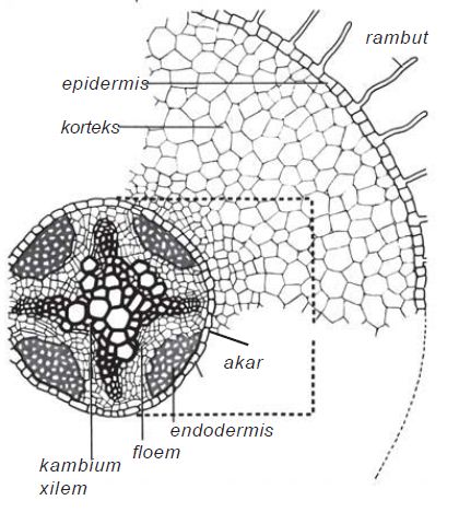 Struktur Anatomi Akar dan Fungsi Akar pada Tumbuhan Lengkap