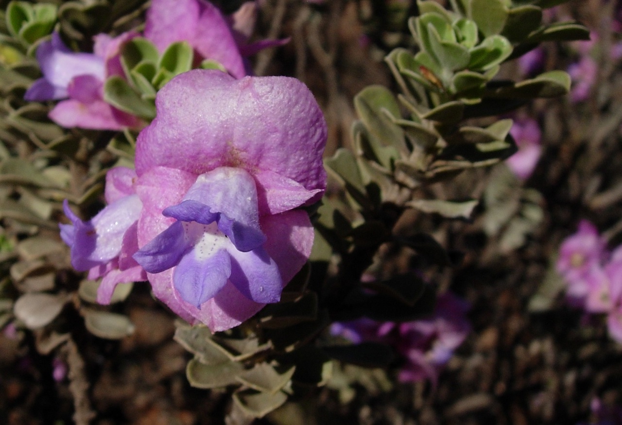 Schoers' Travels: THE PILBARA - RED ROCKS BLOOMING