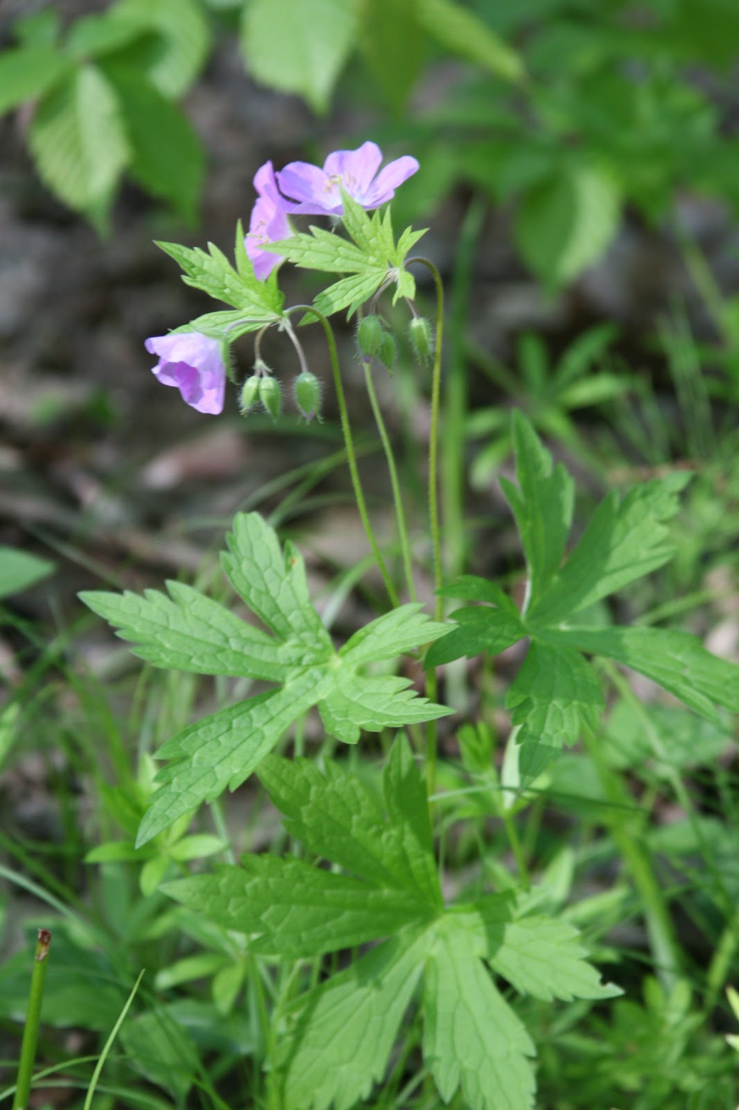 Isabella Conservation District Environmental Education Program: Native ...