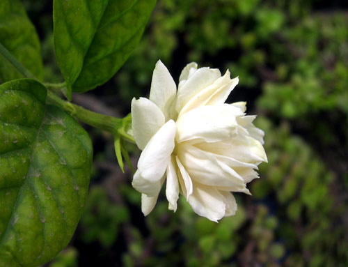 Hash Blog: Motia / Jasmine Flowers