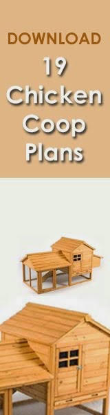 Five Important Components for Chicken Coop Building ~ Best Chicken Coop ...