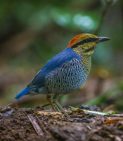 Blue pitta | Birds of India | Bird World