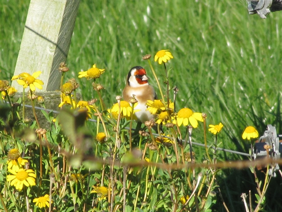 photographing New Zealand: return of the goldfinch