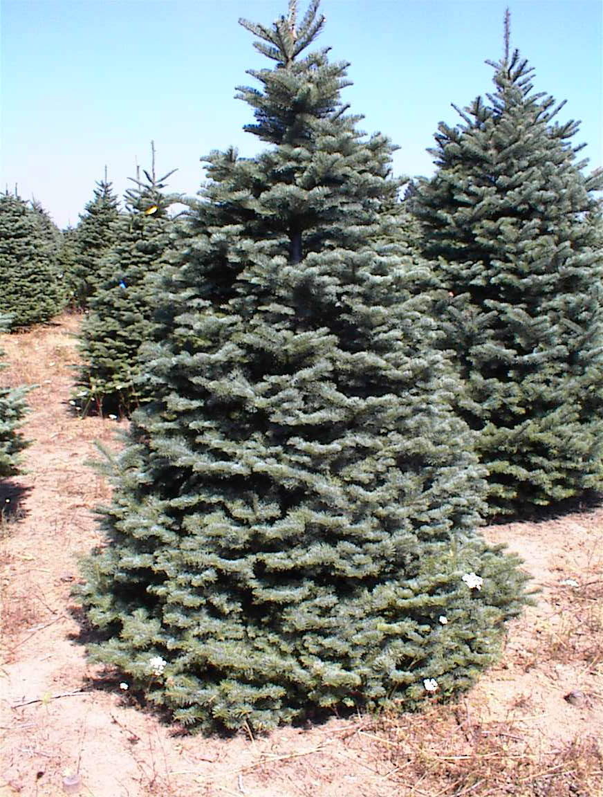 ARTE Y JARDINERÍA : Abeto noble (Abies procera)