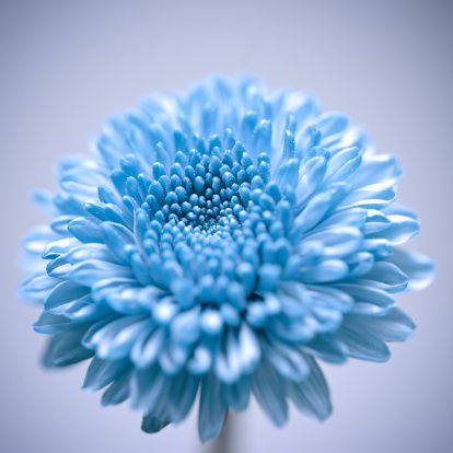 flores y gifs: FLORES CELESTES