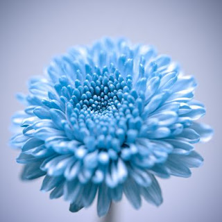 flores y gifs: FLORES CELESTES