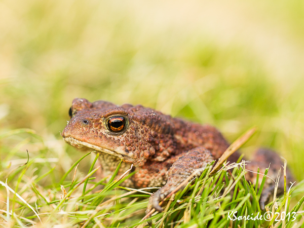 Kjetil Søreides fotoblogg: Padde (Toad)