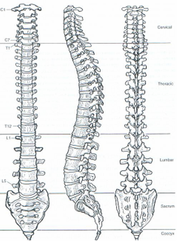 Nanaimo Chiropractors - The Lifehouse: "Why the Spine?" ~ The Beacon ...