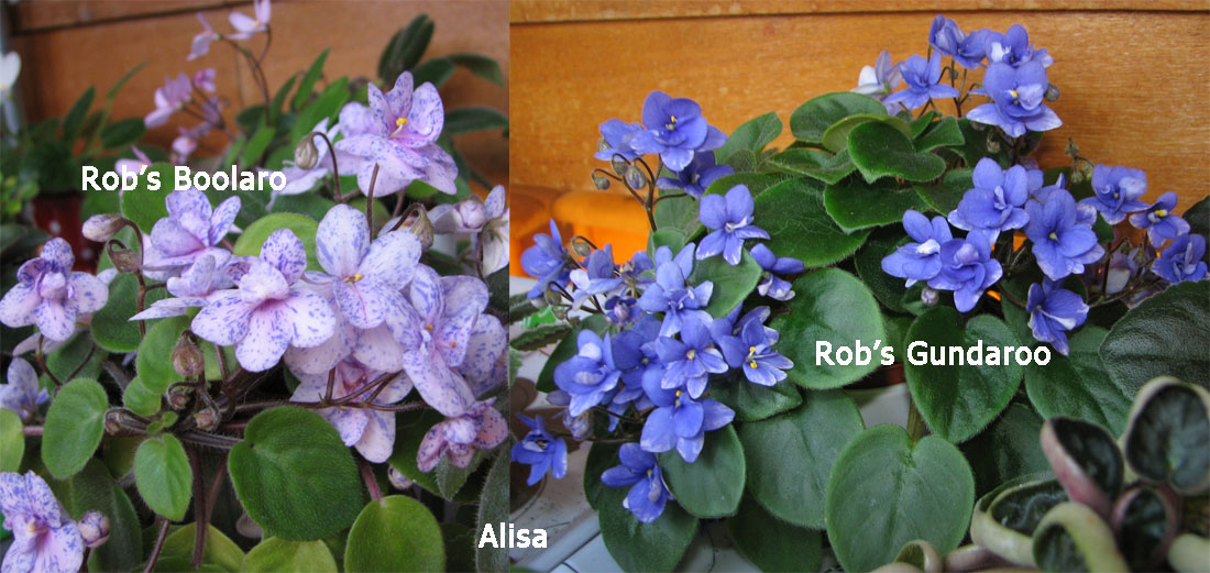 Alisa's flowers: Trailing african violets (saintpaulias)