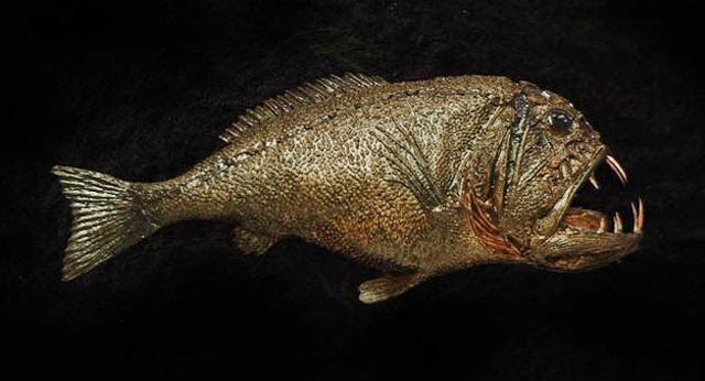 Artes de Pesca: EL PEZ COLMILLO LARGO