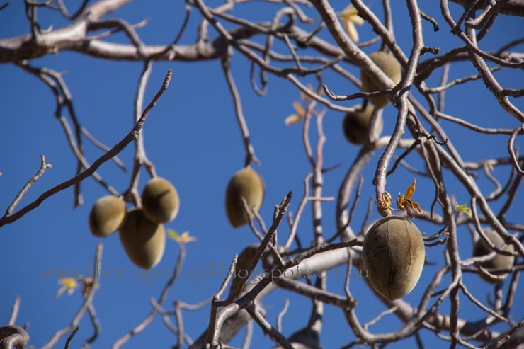 Life Images by Jill: The Boab tree - Adansonia gregorii