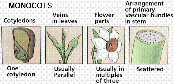 Science: Monocot and Dicots
