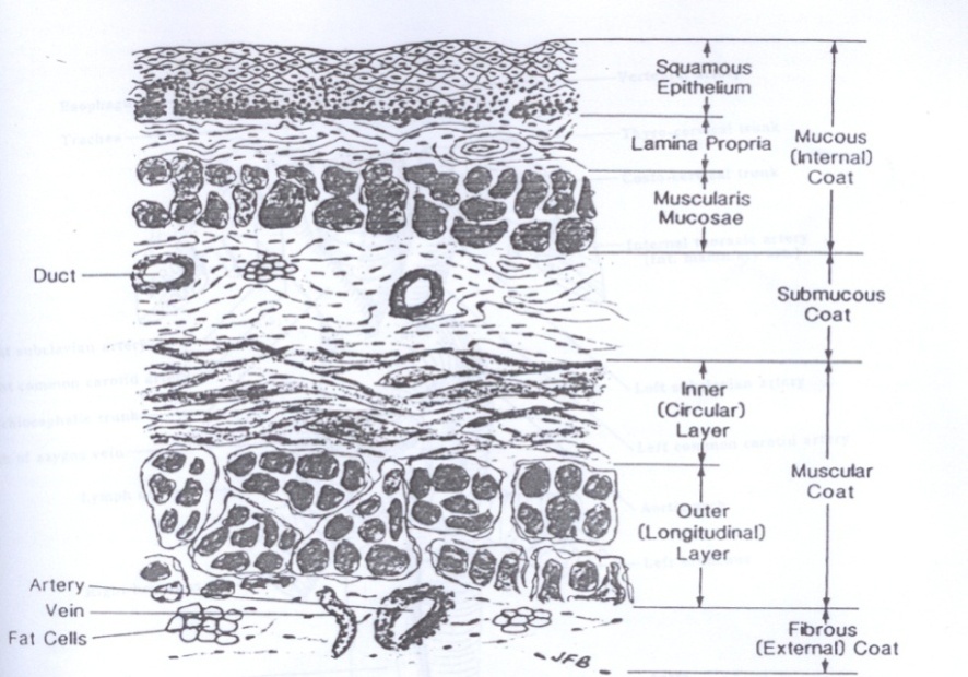 milikku: Pharynx Dan Esophagus