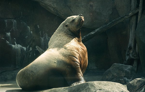 El león marino - Animales