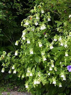 Gardening tips and good plants: Good plant #48 - Symphyandra Pendula