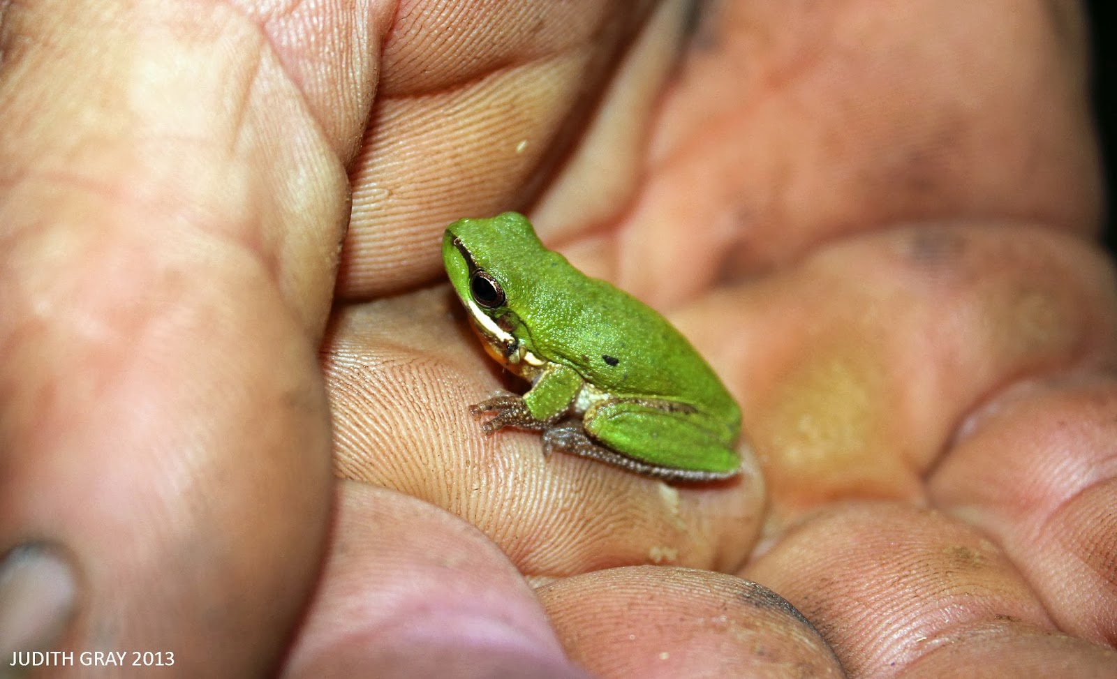 Eastern Sedge Frog - Litoria Fallax 22/11/13