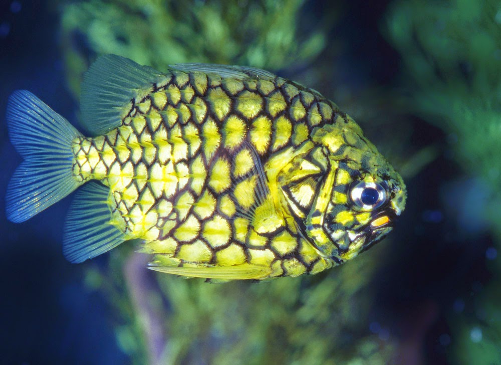 PINECONE FISH photos - wallpapers | the fun bank