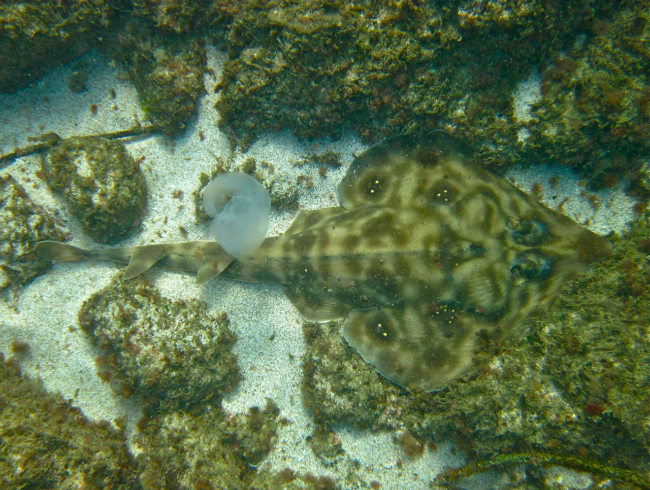 Real Monstrosities: Guitarfish