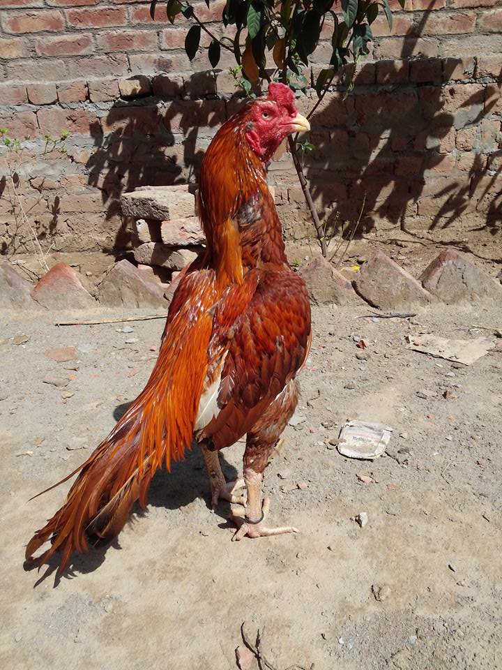 Aseel Chicken Breed | Raja Asil