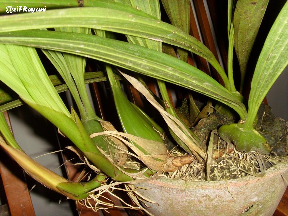 Konsep 40+ Bunga Khas Kalimantan