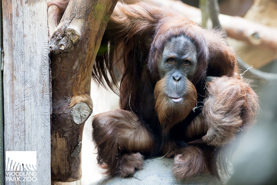 Meet new orangutan of the forest, Godek