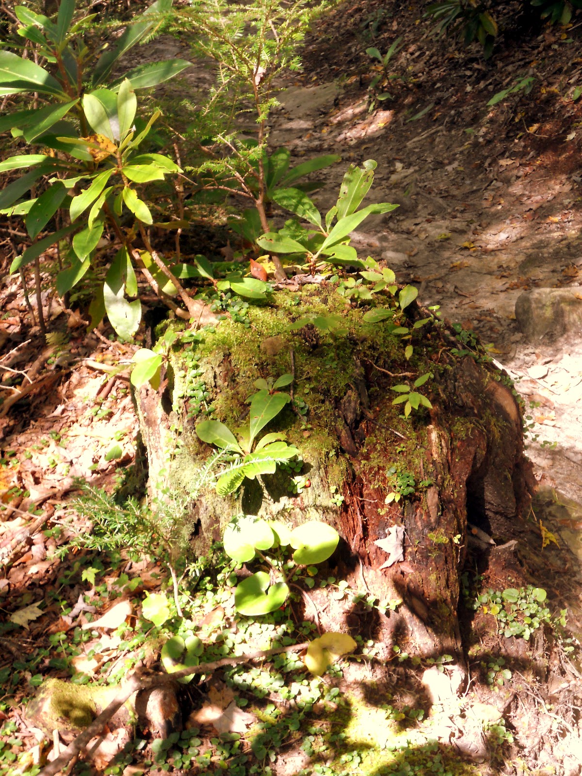 Hiking with a Fat Bald White Guy: Linville Gorge - Spence Ridge ...