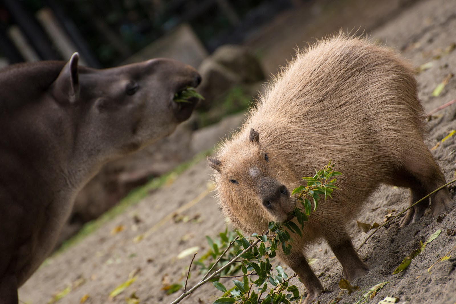 Bank of PhotoGraphics: Ueno Zoo XIII: Capybara 4