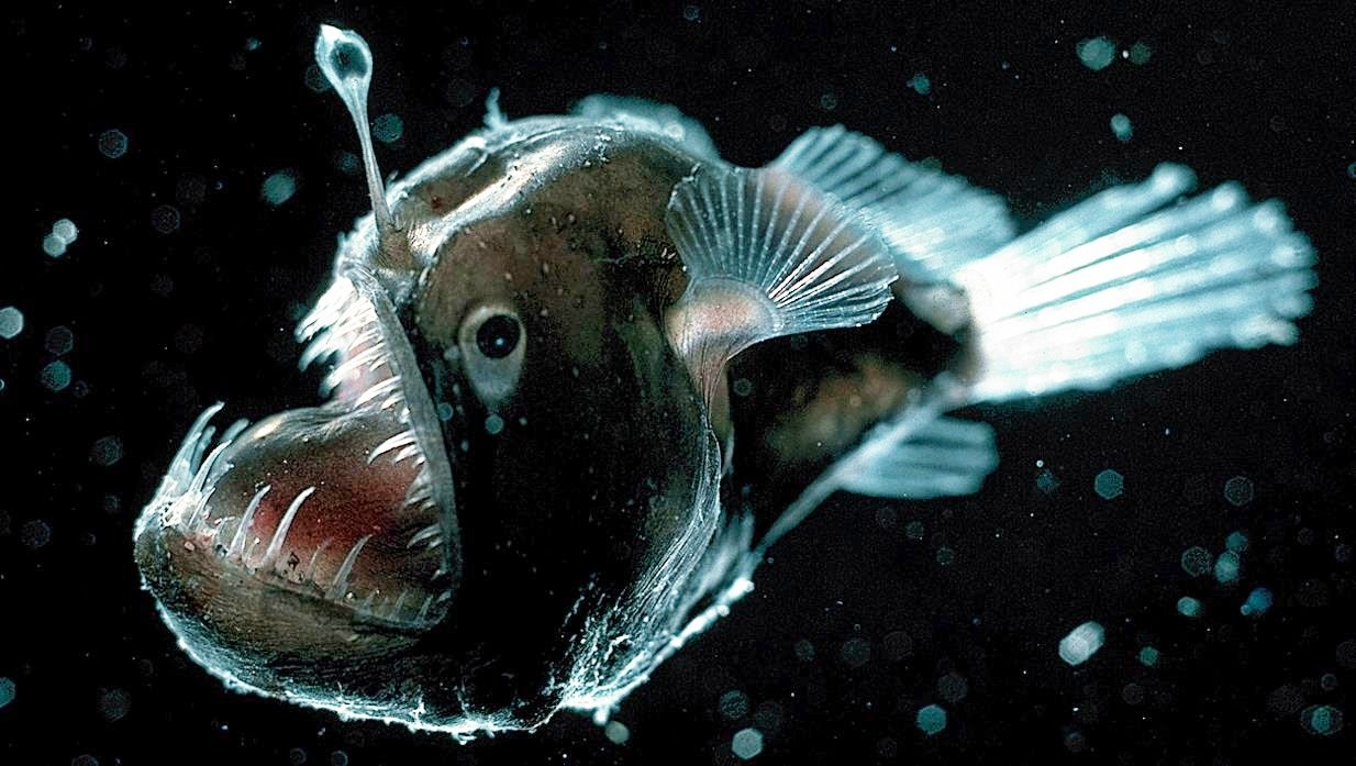 ANGLERFISH photos - wallpapers (ανανεωμένο) | the fun bank