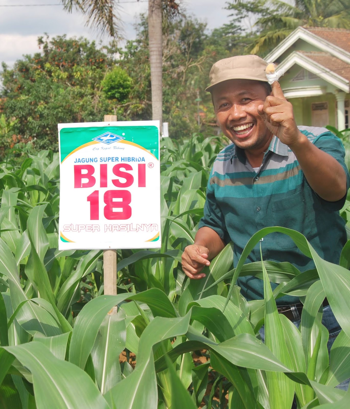 BISI 18 jagung hibrida yang telah menjawab kebutuhan petani ...