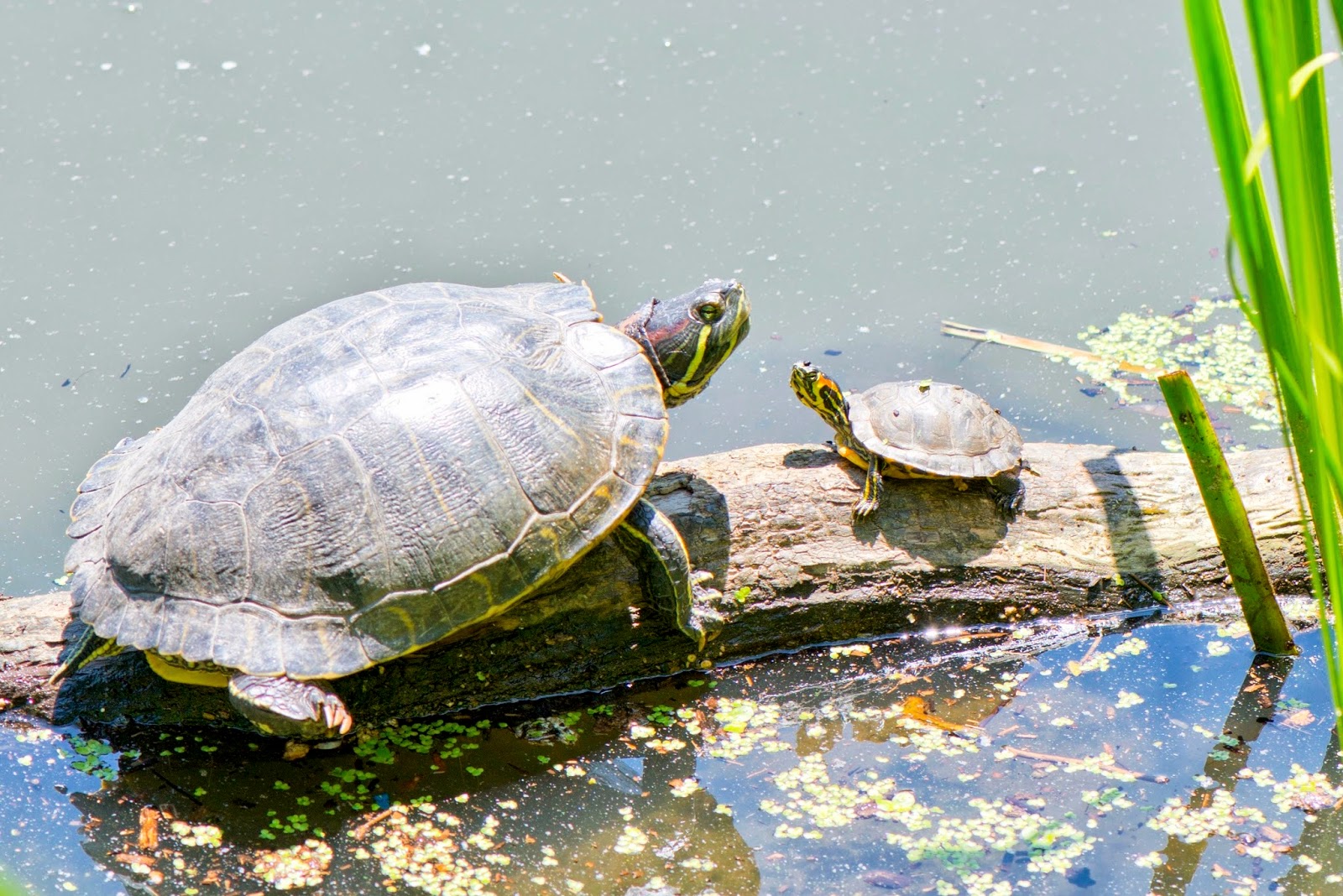 Urban Wildlife Guide: Turtle Day