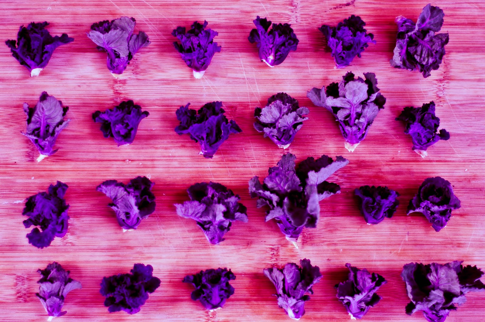 Robson's Farm: Kalette Quiche